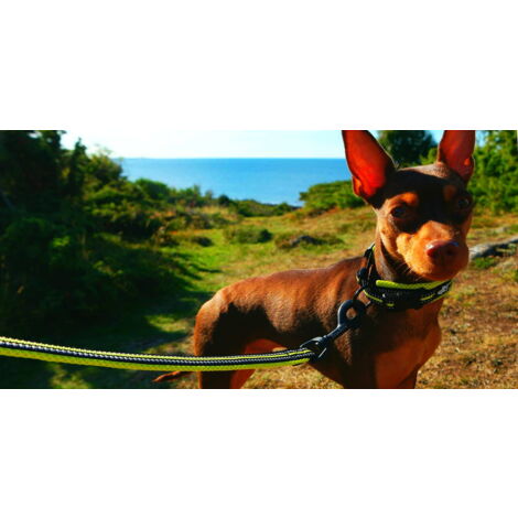 Collier pour chien TrueLove jaune actif Sélectionnez la taille : XL