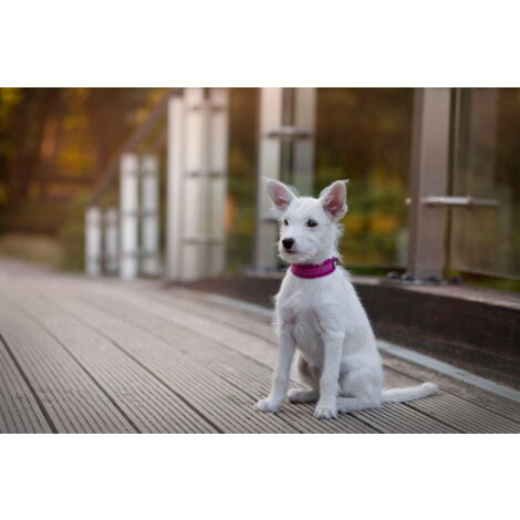 Collier pour chien TrueLove rose actif Sélectionnez la taille : XL