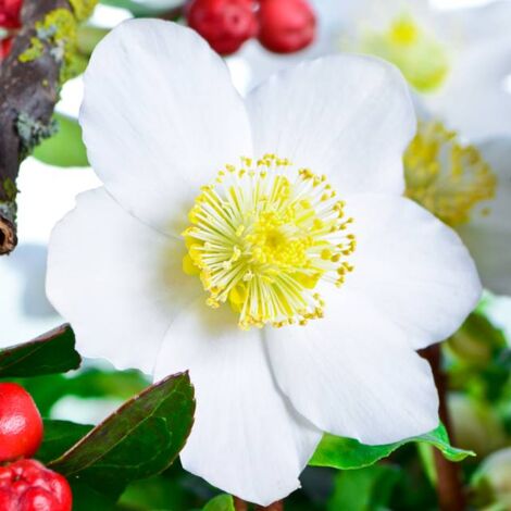 Helleborus niger Hellébore blanc 1 pc.