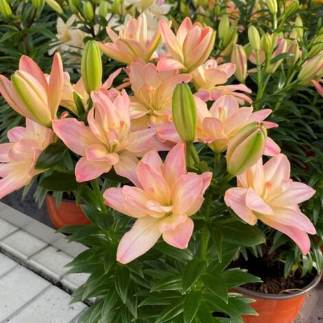 Lys Pura en pot plein Pura Paraiso 1 pc.