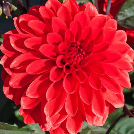 Dahlia décoratif Red Cap 1 pc.