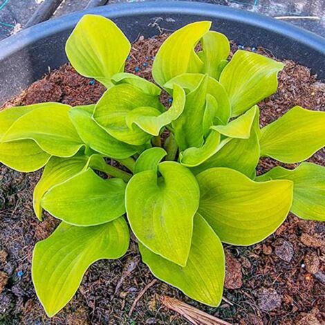 Hosta Funkia Sun Mouse 1 pièce