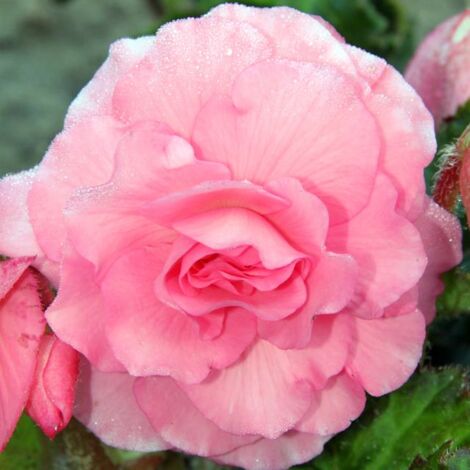 Bégonia grandiflora double rose 1 pc.