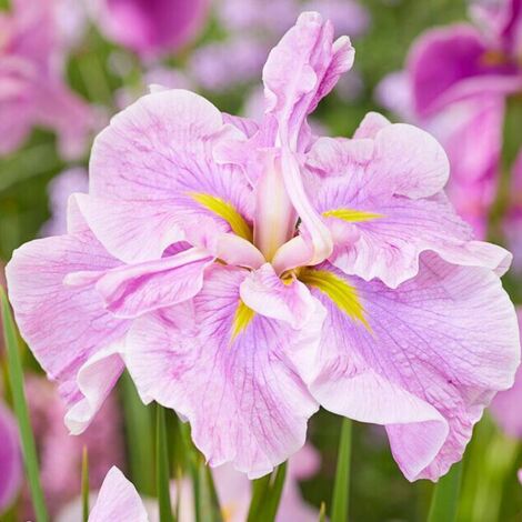 Iris ensata Baignoire japonaise Tim Grob 1 pc.