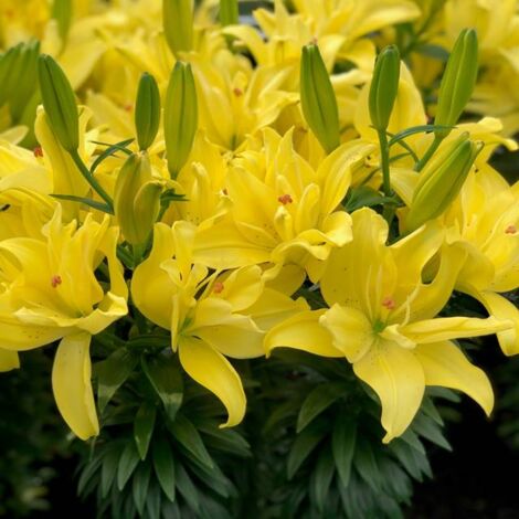 Lys Pura en pot plein Pura Luna 1 pc.