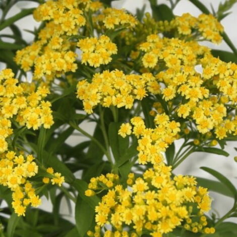 Solidaster goldenrodaster luteus Citron 1 pc.