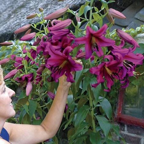 Lys des arbres Purple Prince XXL (20/22) 1 pc.