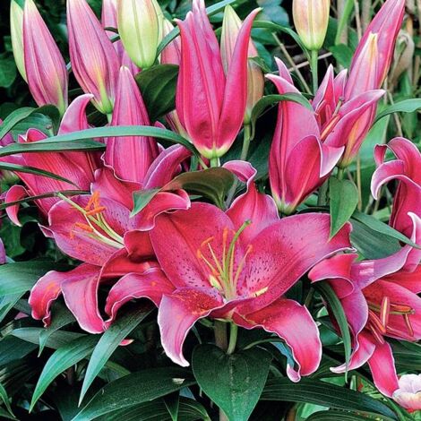 Lys oriental en pot Sunny Keys 1 pièce