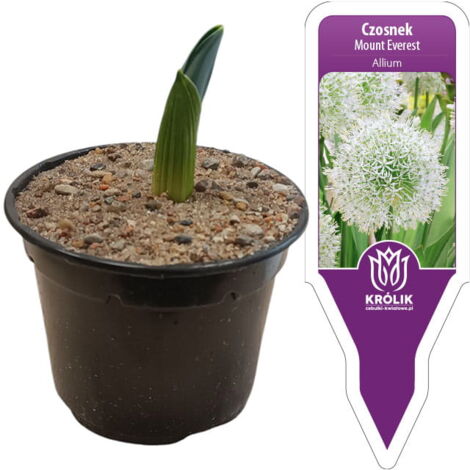 Ail blanc Mont Everest en pot 1 bulbe