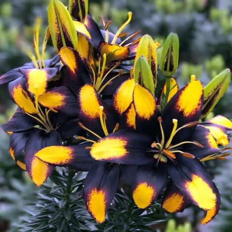 Lys asiatique en pot Minuscule Massif 1 pc.