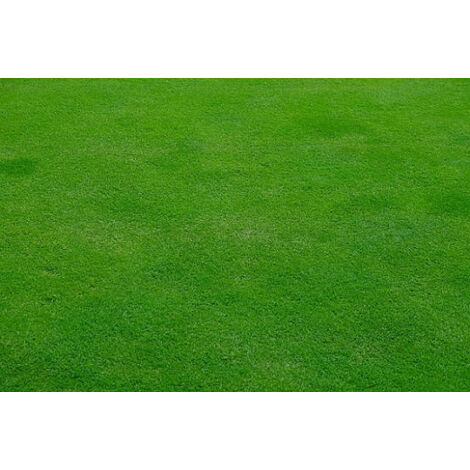 Mélange de gazon sportif pour aires de jeux 1 kg