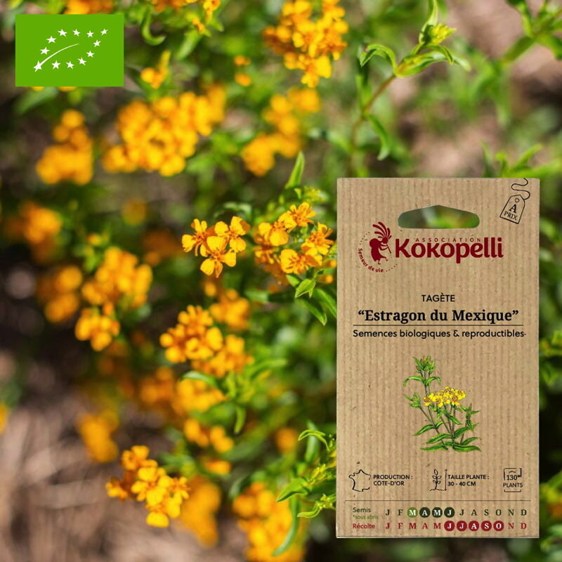 Tagète Estragon du Mexique- Graines bio à semer