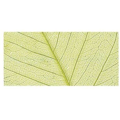 RAYHER - 8 PEZZI - SCHELETRO DI FOGLIA WILLOW 6-10CM - COLORE VERDE CHIARO