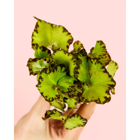 Begonia Rex Green Mini Plantas Naturales Interior Pur Plant