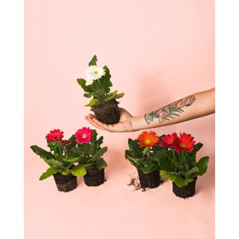 Gerbera Mix Mini Planta con Flor de Exterior Pur Plant