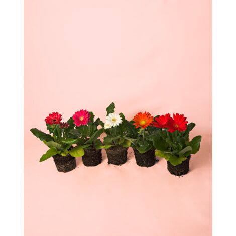 Gerbera Mix Mini Planta con Flor de Exterior Pur Plant