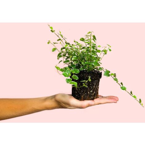 Ficus Pumila White Mini Planta Natural Pur Plant