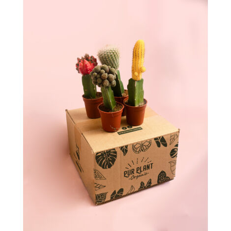 Cactus Mix Mini Box Plantas Naturales Pur Plant