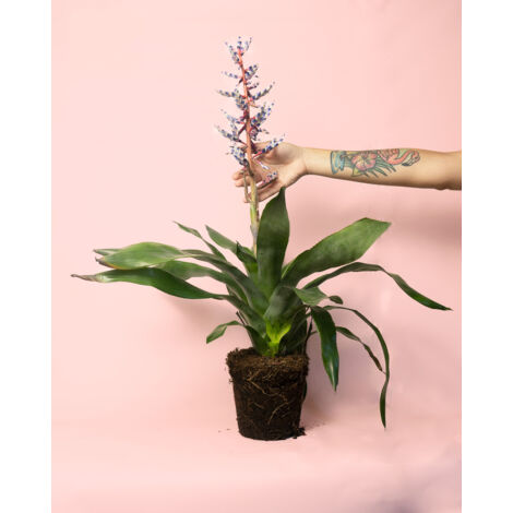 Aechmea Blue Rain Plantas Naturales Pur Plant