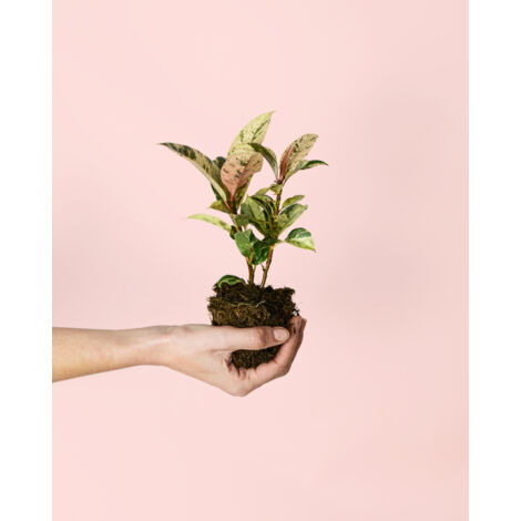 Ficus Shivereana Moonshine Mini Planta Natural Pur Plant