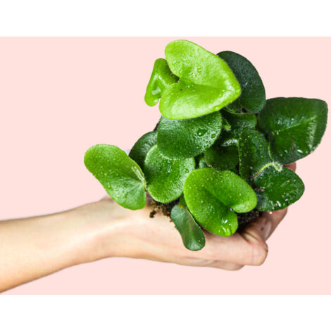 Hemionitis Arifolia Mini Helecho Planta Natural Interior Pur Plant