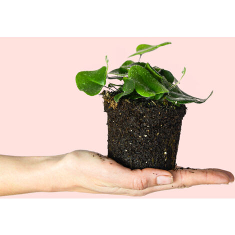 Hemionitis Arifolia Mini Helecho Planta Natural Interior Pur Plant