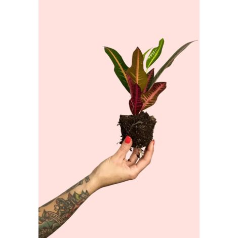 Croton Petra Mini Plantas Naturales Interior Pur Plant