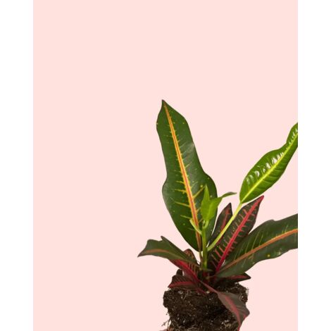Croton Petra Mini Plantas Naturales Interior Pur Plant