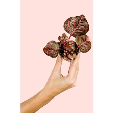 Iresine Bloodleaf Mini Planta Natural Interior Pur Plant