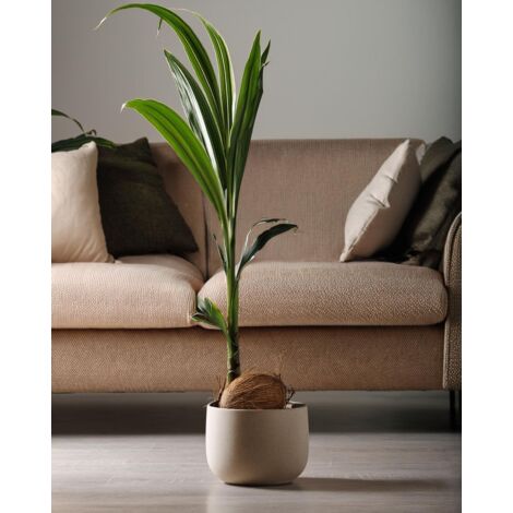 Coco Nucifera Plantas Naturales Interior Pur Plant