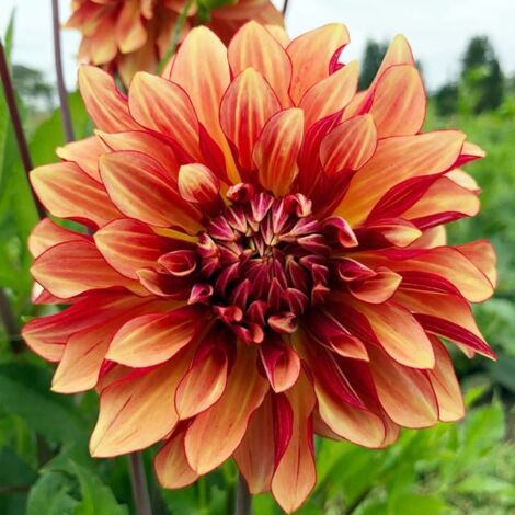 Dalia decorativa Miss Brandy 1 pz.