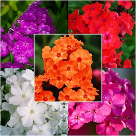 Phlox Flox Paniculata mix 5 pz.