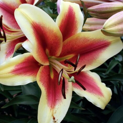 Flavia Lily Tree 1 pezzo