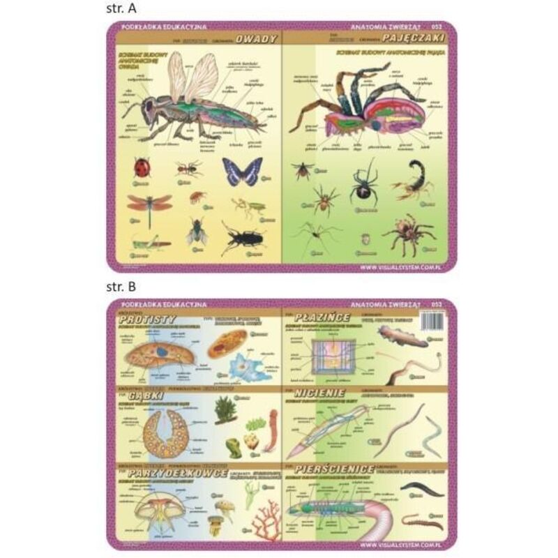 Bloc de notas educativo 052 - Anatomía: insectos, arácnidos...