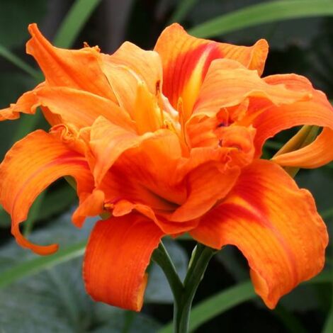 Daylily Doble Naranja Daylily 1 ud.