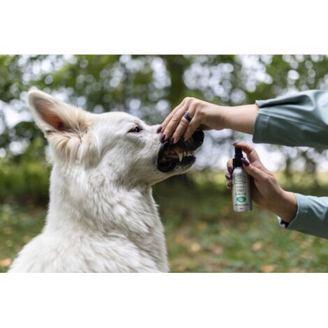 GREEN SANTE spray bucal natural PARA PERROS Y GATOS 100 ml