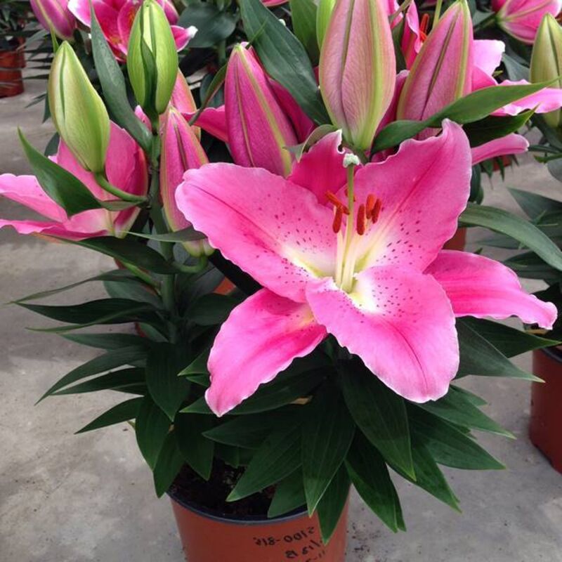 Wunderbar Asiatische Lilien Im Topf Bilder