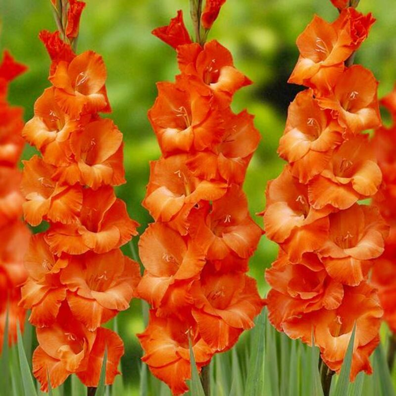 Gladiolen Orange Gladiolen 100 Stk.