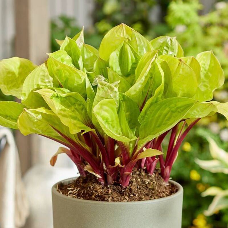 Hosta Funkia Lemon Snap 1 Stück