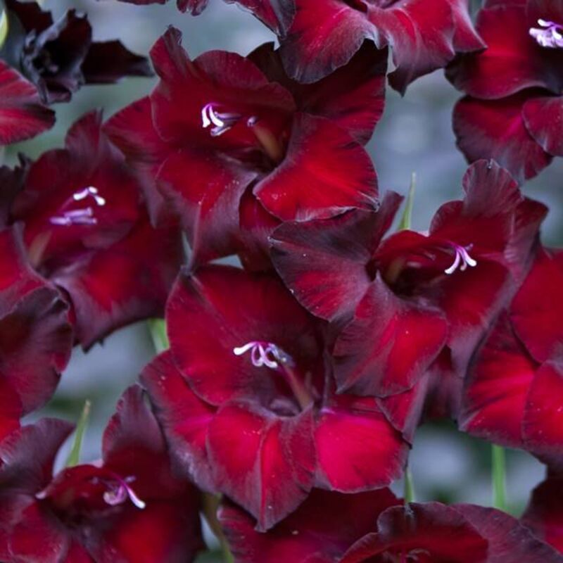 Gladiolen Burgunder Gladiolen 50 Stk.