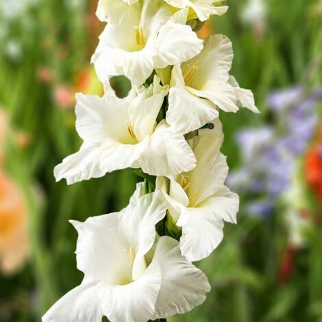 Gladiolen Serena Zwiebeln 5 Stk. 10/12