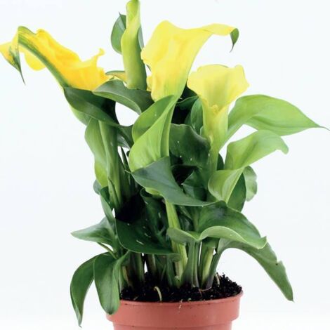 Zantedeschia Kalla Calla Captain Solo 1 Stk.