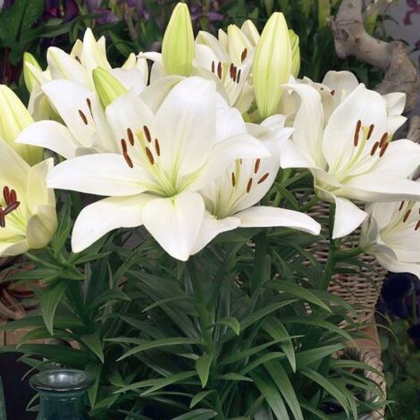 Wunderbar Asiatische Lilien Im Topf Bilder