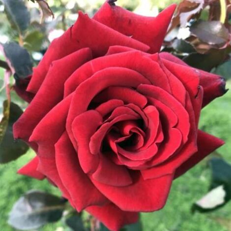 Rote Parkrose 1 Stk.