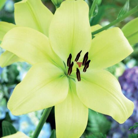 Lily LA Trebbiano Gerrit Zalm 1 Stück