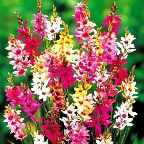 Ixia Ixia Gartenmischung 100 Stk.