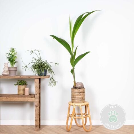 Bloomique - Cocos Nucifera - Kokospalme - Zimmerpflanzen Groß - Pflegeleicht ...