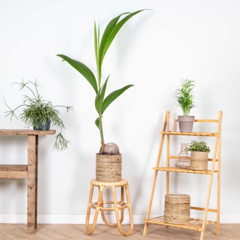 Bloomique - Cocos Nucifera - Kokospalme - Zimmerpflanzen Groß - Pflegeleicht ...