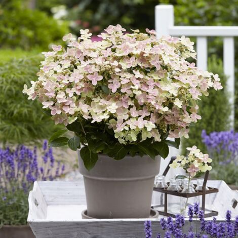 Bloomique - 2er-Set - Hydrangea Switch Ophelia - Hortensie - Rosa, Weiß ...
