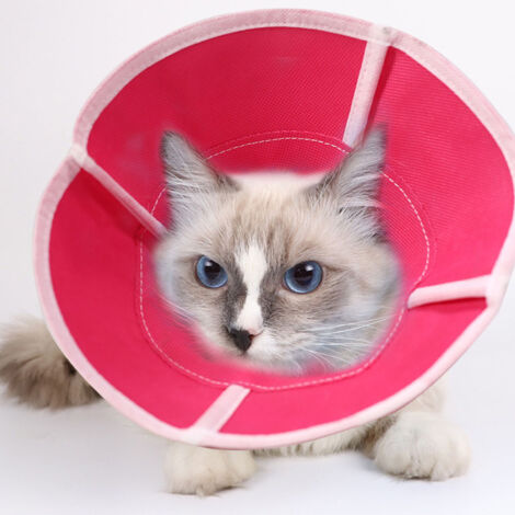 Collier De Récupération Doux Pour Chat, Collier De Cône De Chat ...
